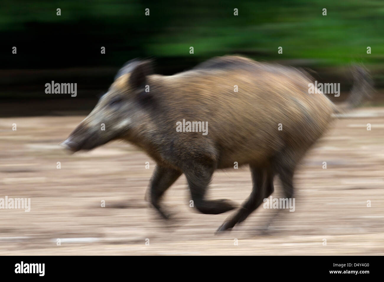 Fast running wild boar hi-res stock photography and images - Alamy