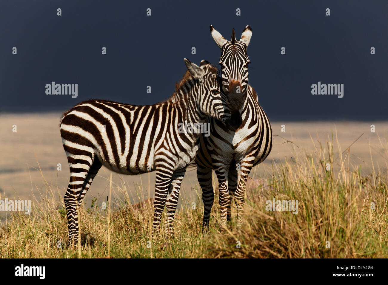 Zebra female not lion hi-res stock photography and images - Alamy