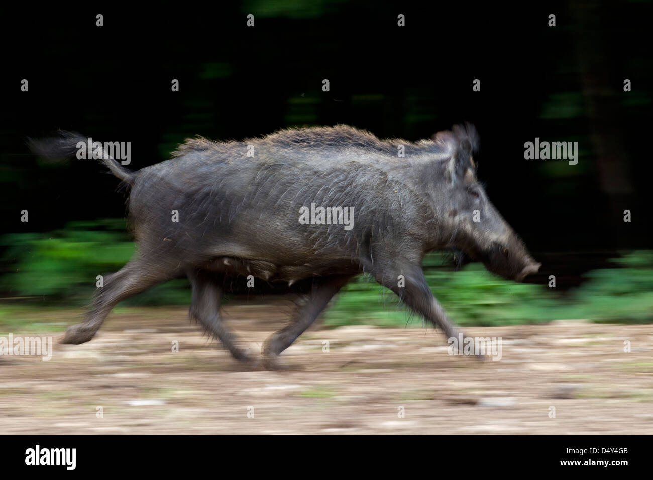 Wild boar (Sus scrofa) sow running fast in forest, Germany Stock Photo ...
