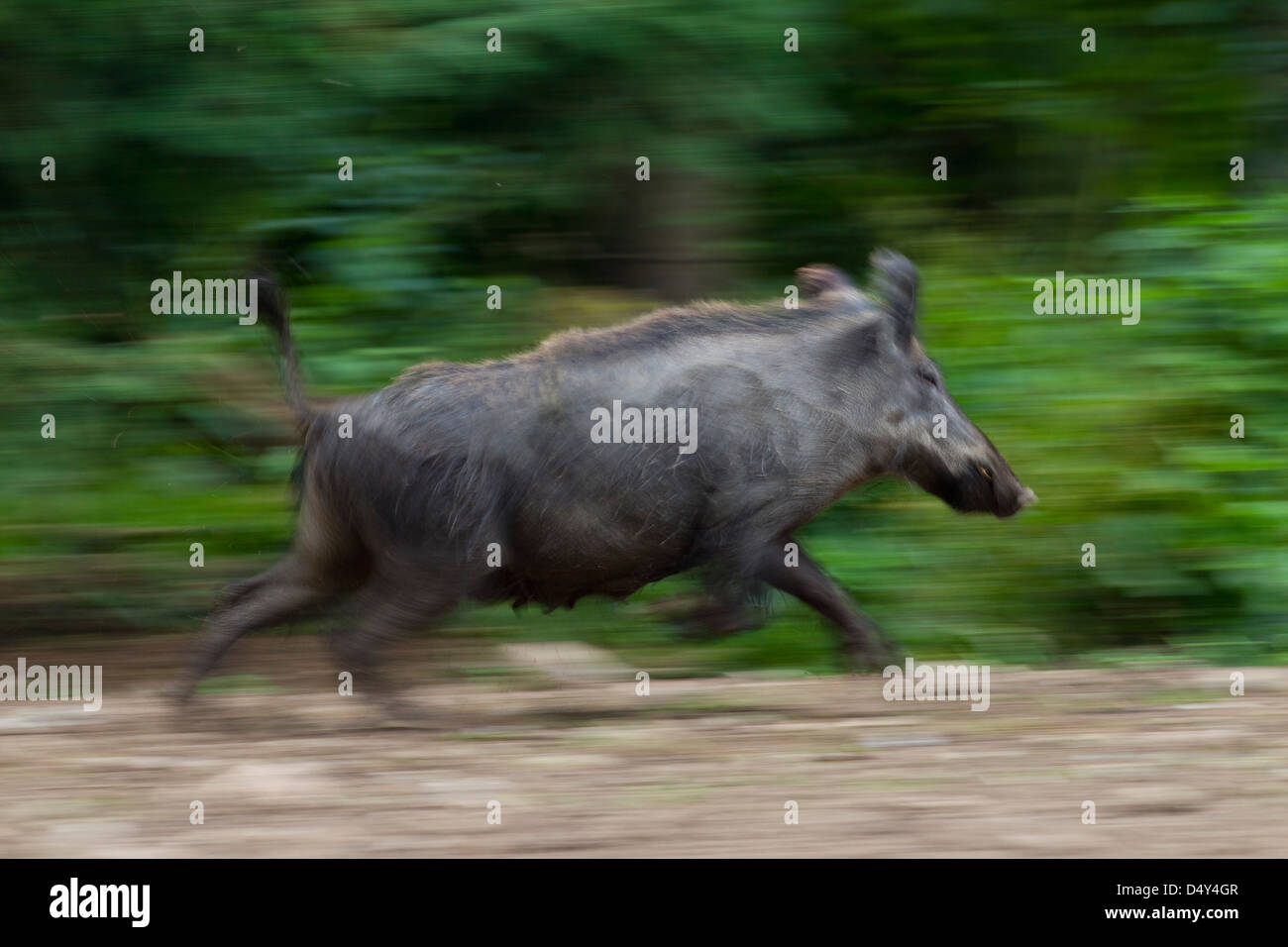 Wild boar (Sus scrofa) sow running fast in forest, Germany Stock Photo ...