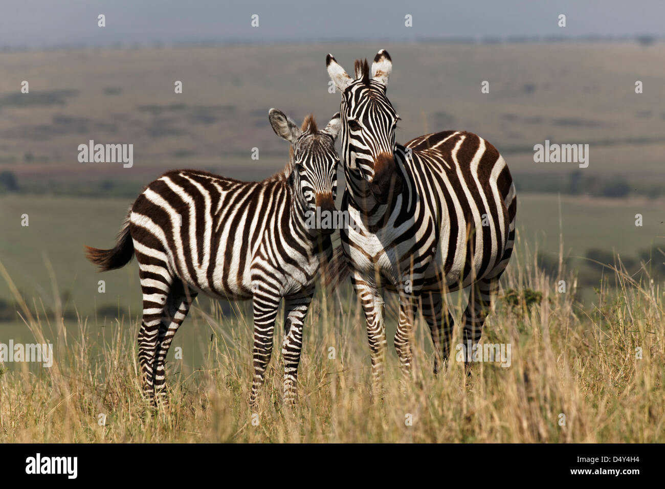 Female zebra two young hi-res stock photography and images - Alamy