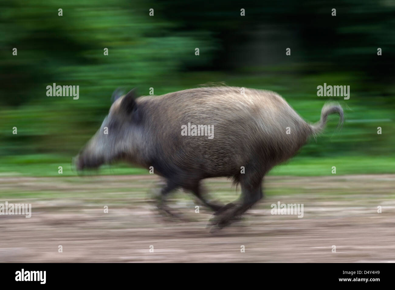 Running Wild Boar