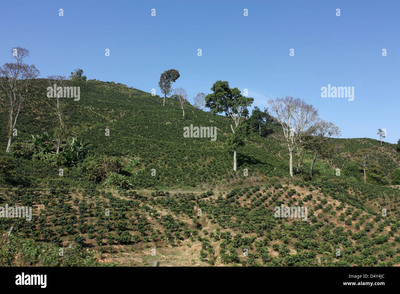 The Coffee Belt, also called Coffee Triangle is a topographic region of ...