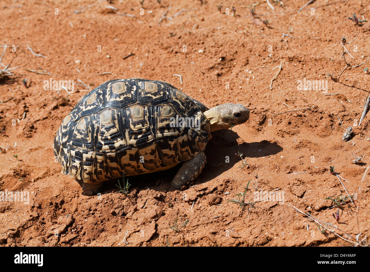 Leopard Tortoise, Samburu National Game Reserve, Kenya Stock Photo - Alamy