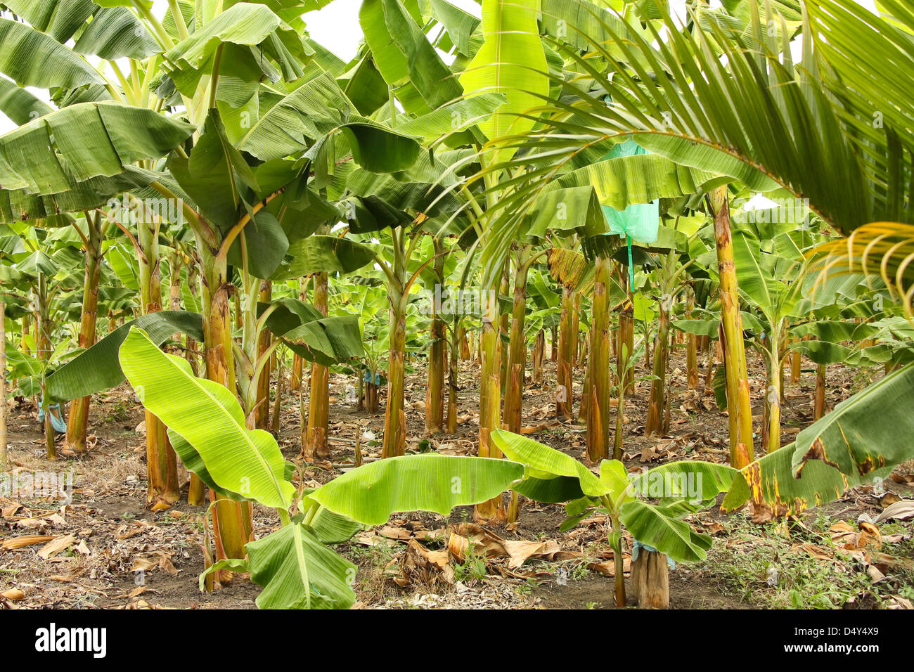 Banana plantation in the province of Montenegro, Colombia. Symbol of ...
