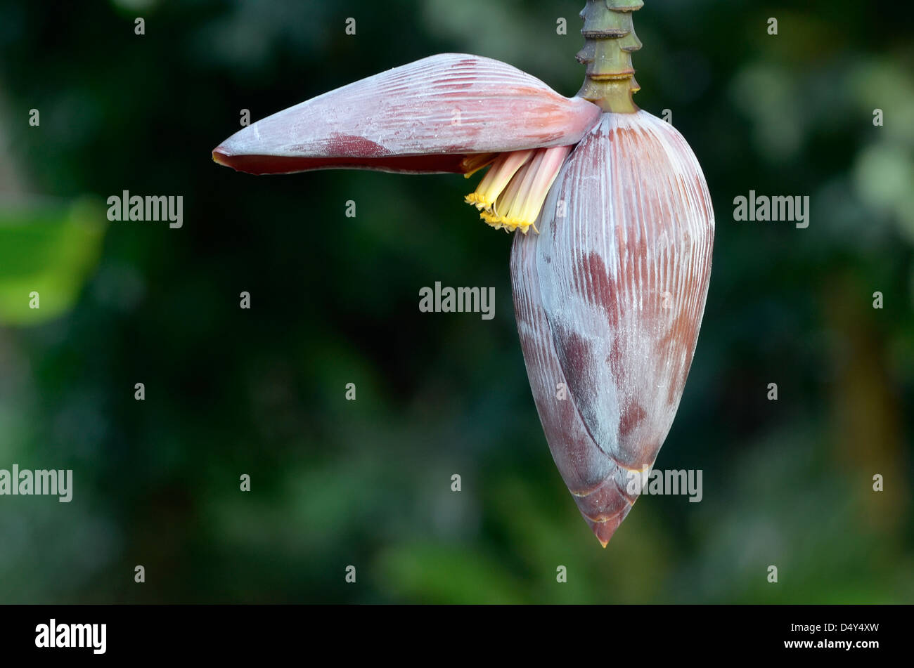 Banana flower, St. Croix, U.S. Virgin Islands Stock Photo - Alamy