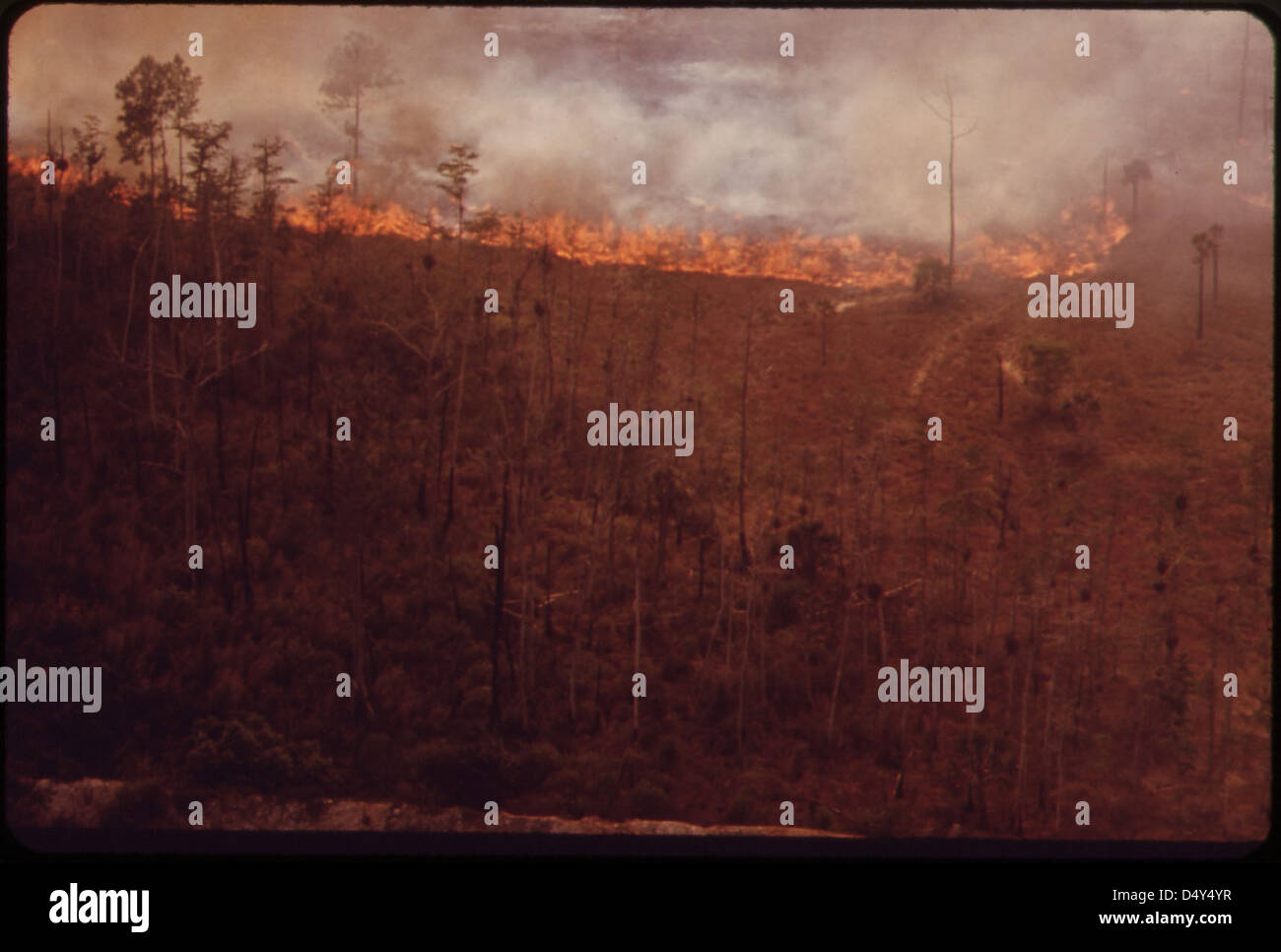This aerial photo from the Everglades in Collier County shows forest ...