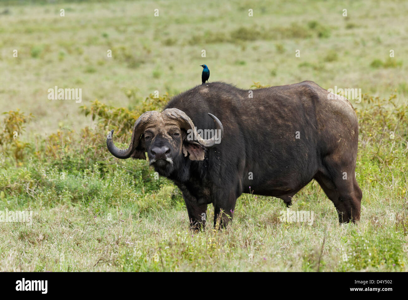 Buffalo and starling, Lake Nakuru National Park, Kenya Stock Photo - Alamy