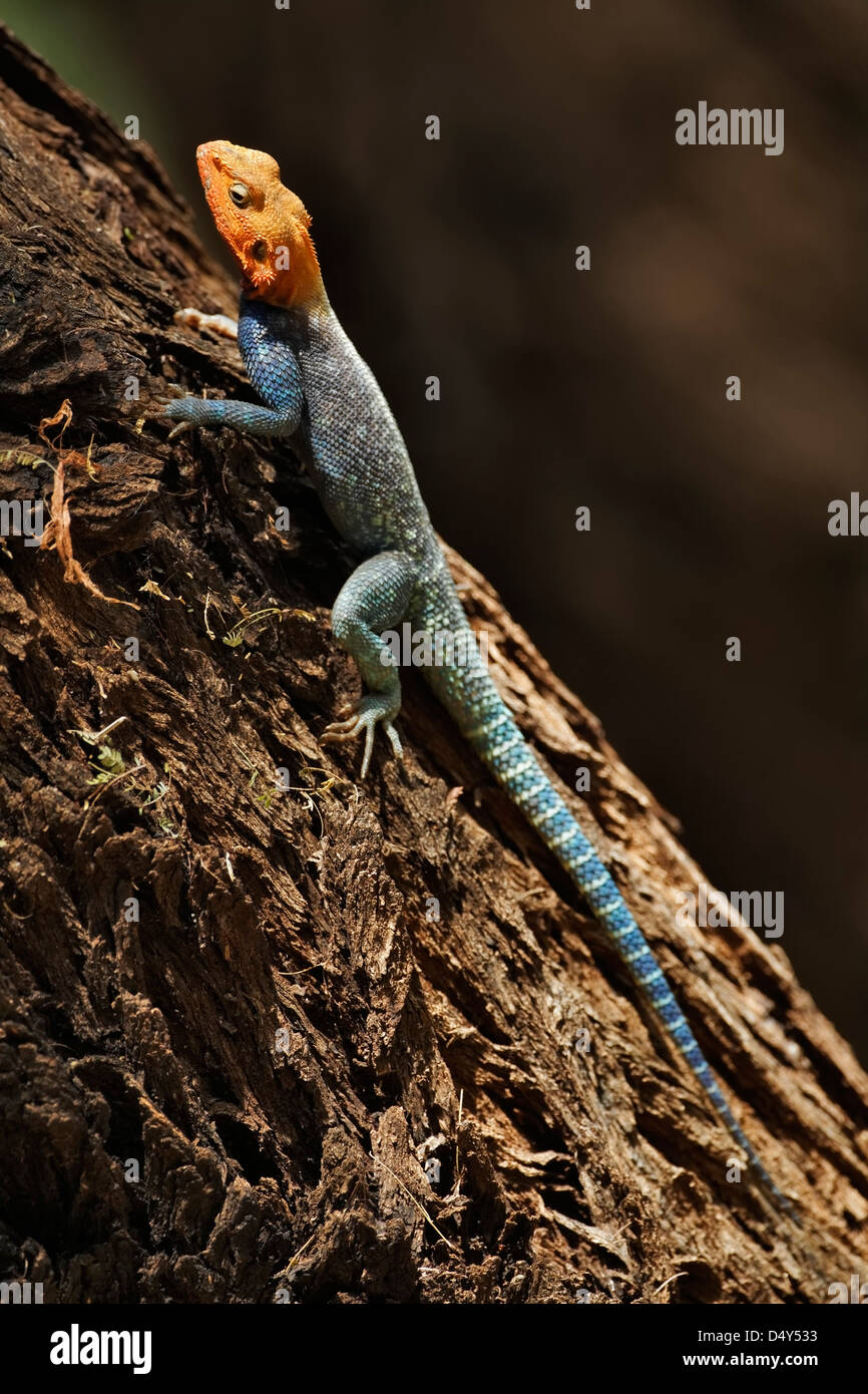 Agama lizard male hi-res stock photography and images - Alamy