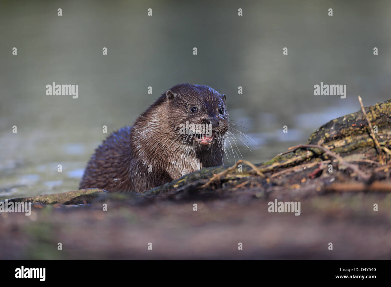 Common Otter (Lutra lutra Stock Photo - Alamy