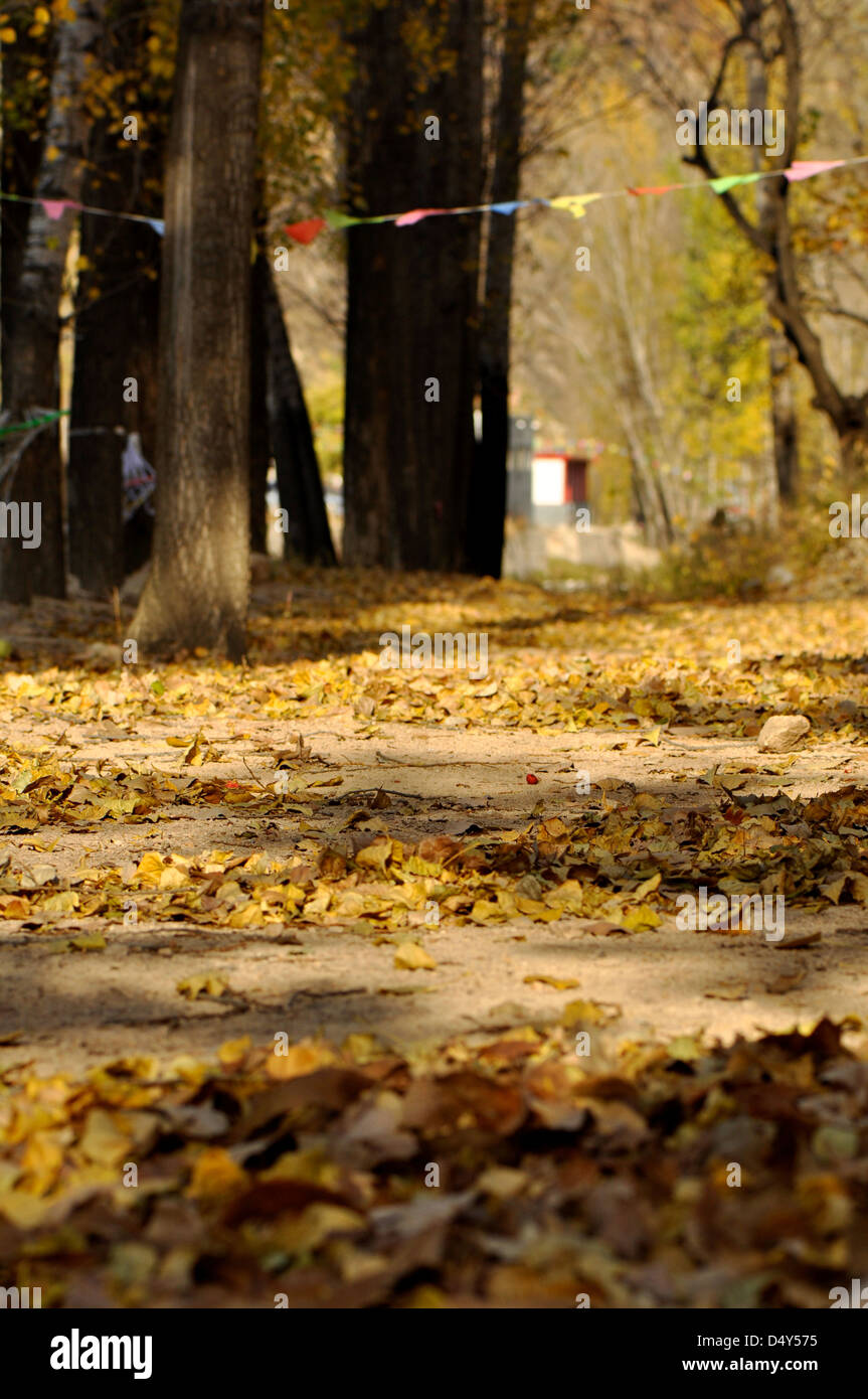 autumn gingko tree in a blue background Stock Photo - Alamy