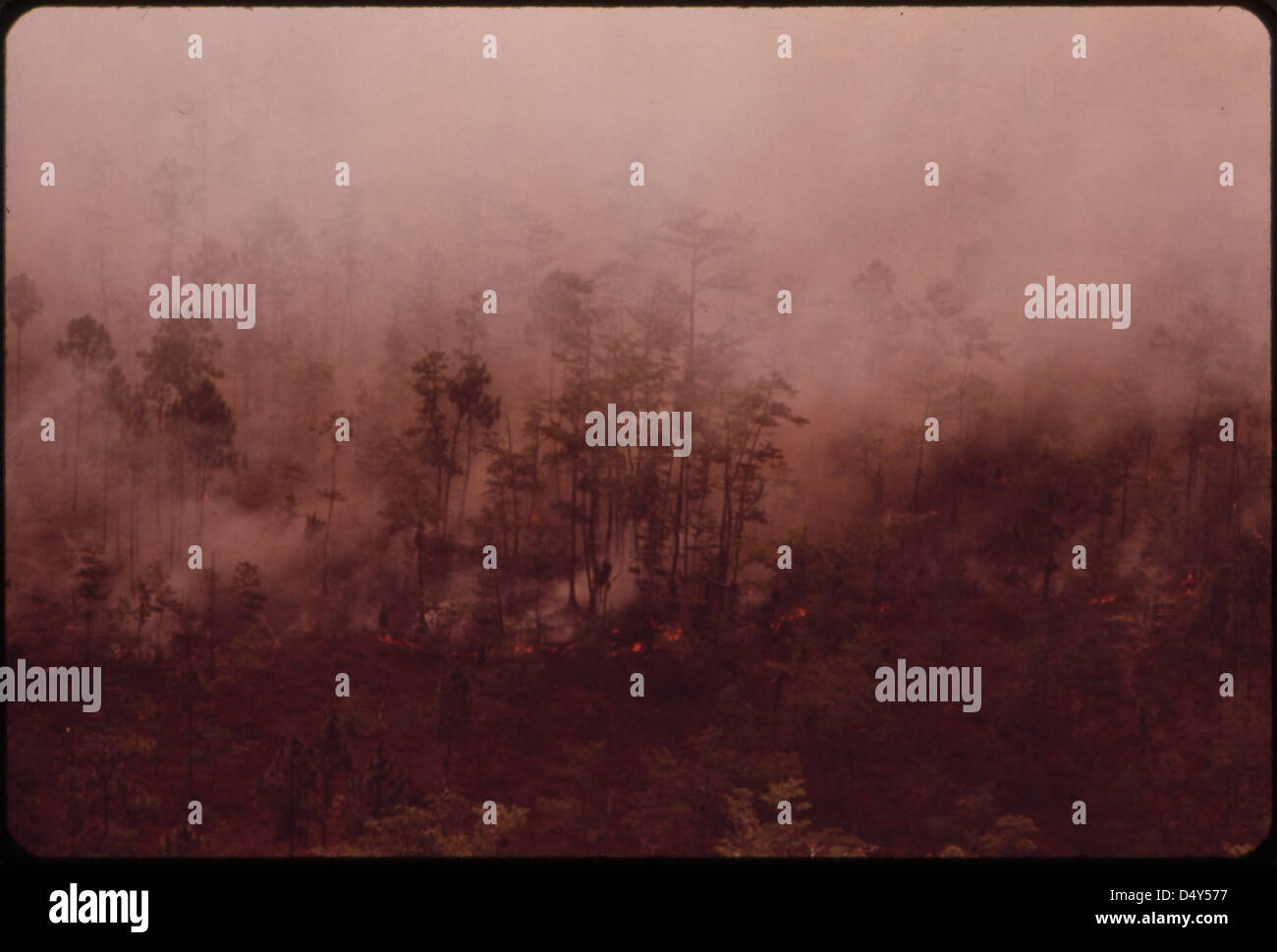 An aerial photograph of a forest fire in Collier County, Florida ...