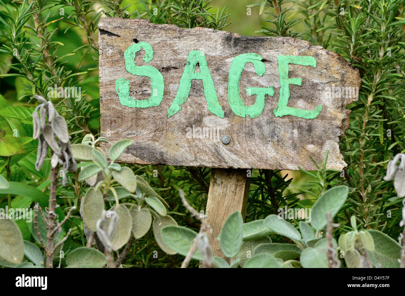 Sage growing in the garden of the Mt. Victory Eco Camp, St. Croix, U.S ...
