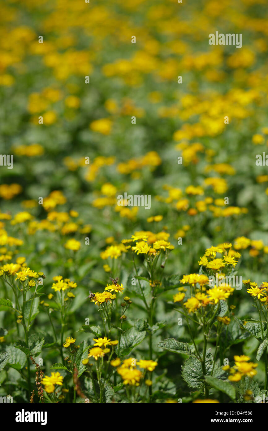 Meadow insects hi-res stock photography and images - Alamy