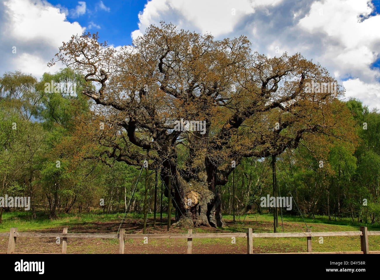 Spring oak tree hi-res stock photography and images - Alamy