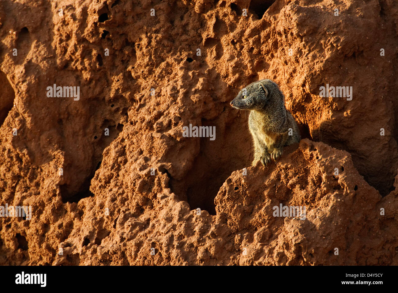 Dwarf Mongoose on termite mound, Samburu National Game Reserve, Kenya ...