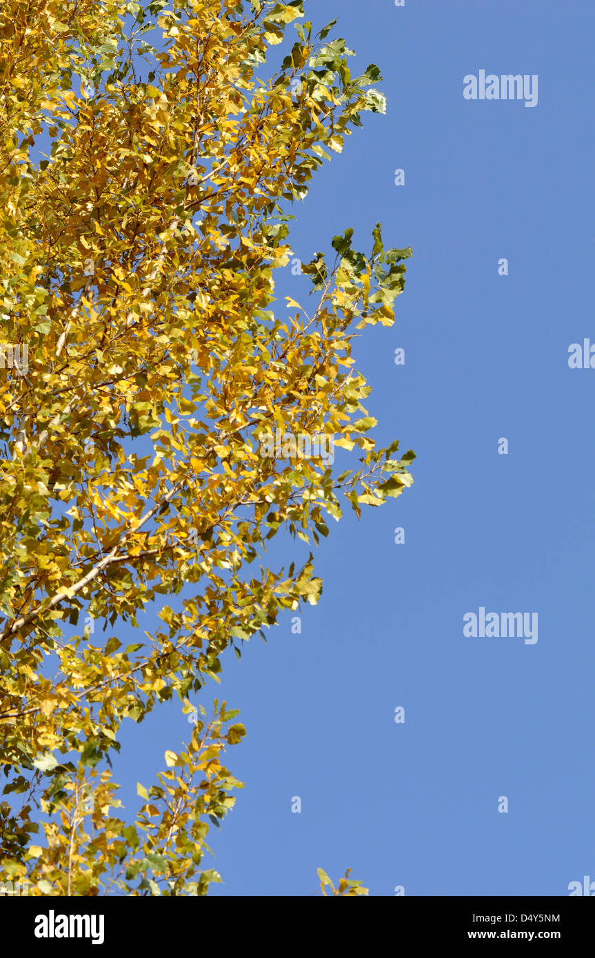 autumn gingko tree in a blue background Stock Photo - Alamy