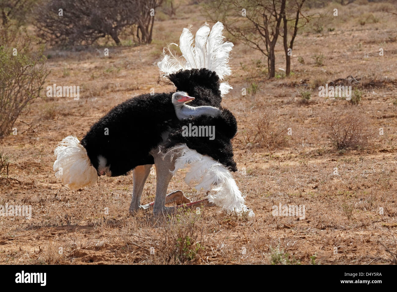 Mating mating ritual hi-res stock photography and images - Alamy
