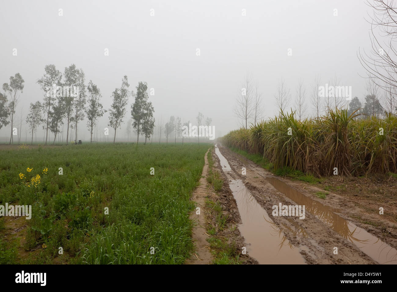 A muddy farm track running through arable fields on a misty morning in ...