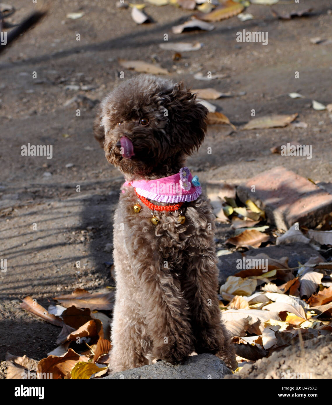 Teddy bear poodle hi-res stock photography and images - Alamy