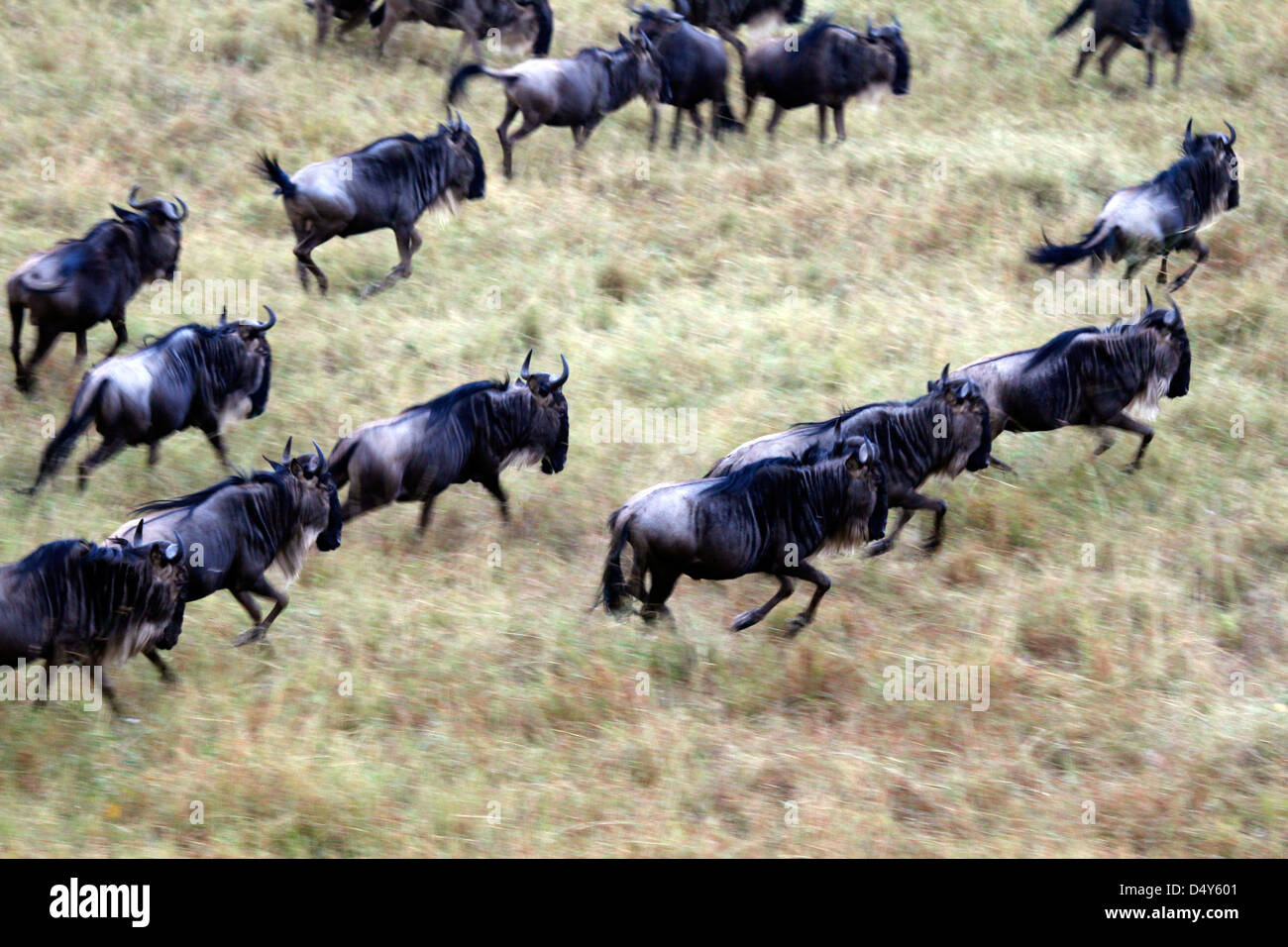 Africa migration hi-res stock photography and images - Alamy