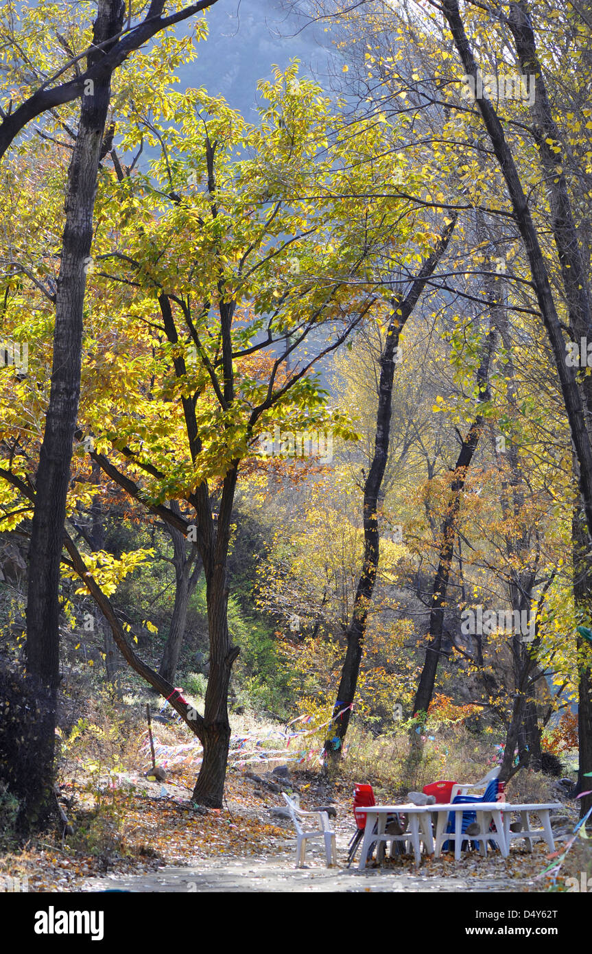 autumn gingko tree in a blue background Stock Photo - Alamy