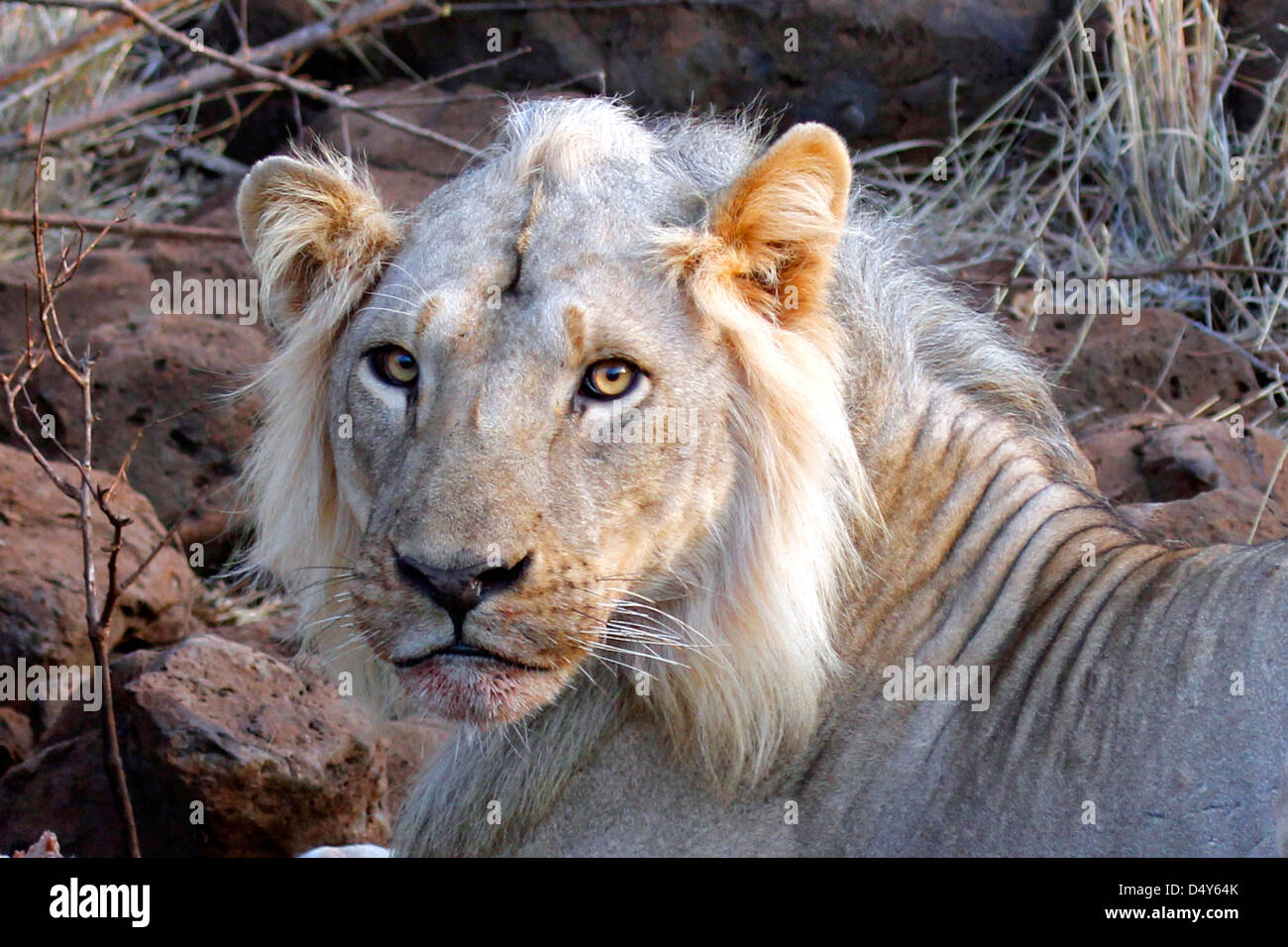 Meru face of feeding lion hi-res stock photography and images - Alamy