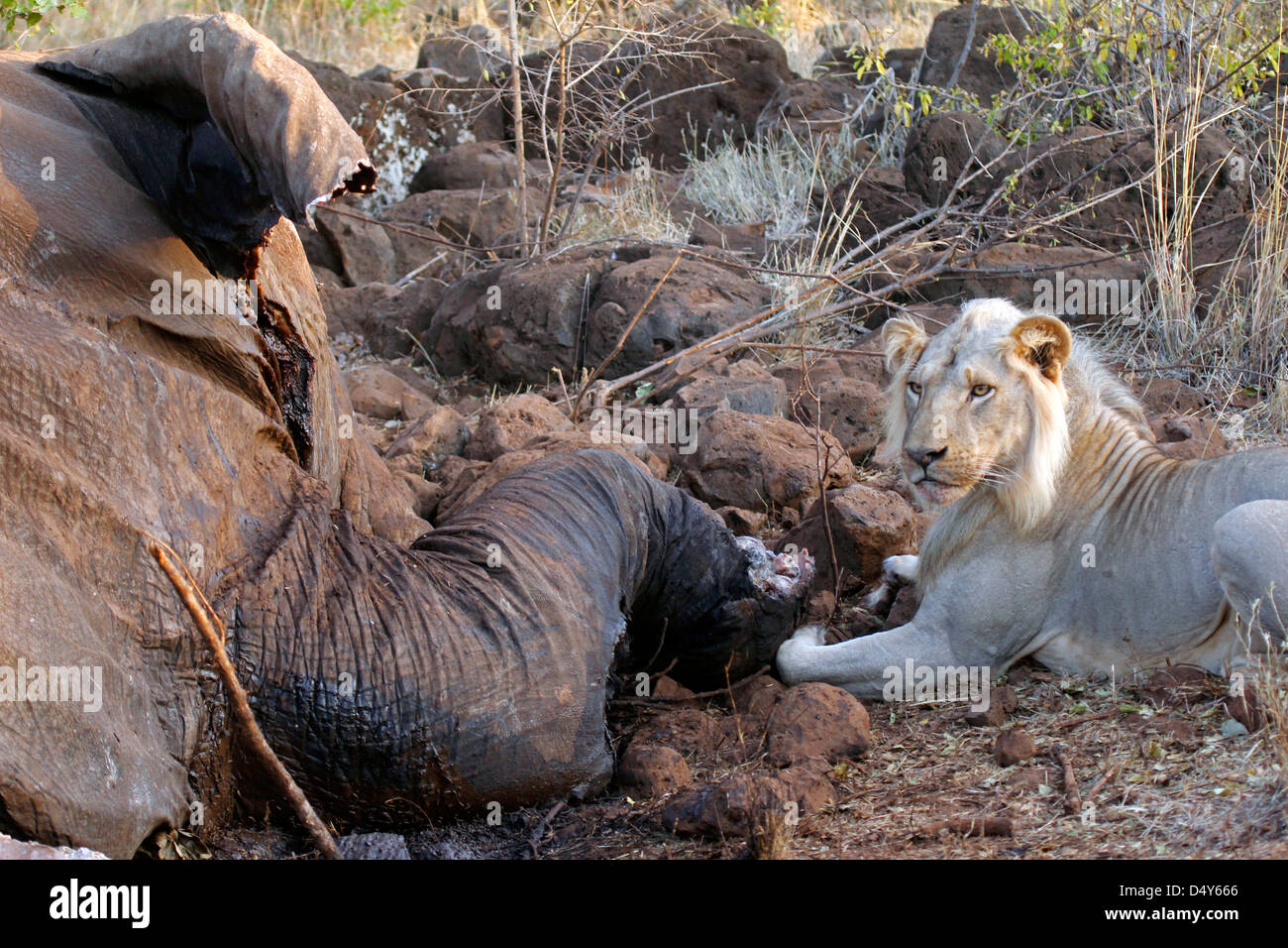 Lion Poaching In Africa
