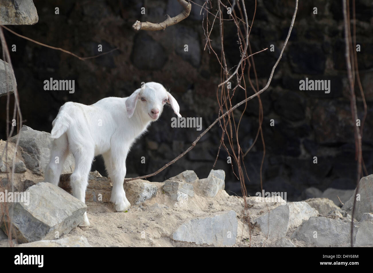 Old sugar mill ruins hi-res stock photography and images - Alamy