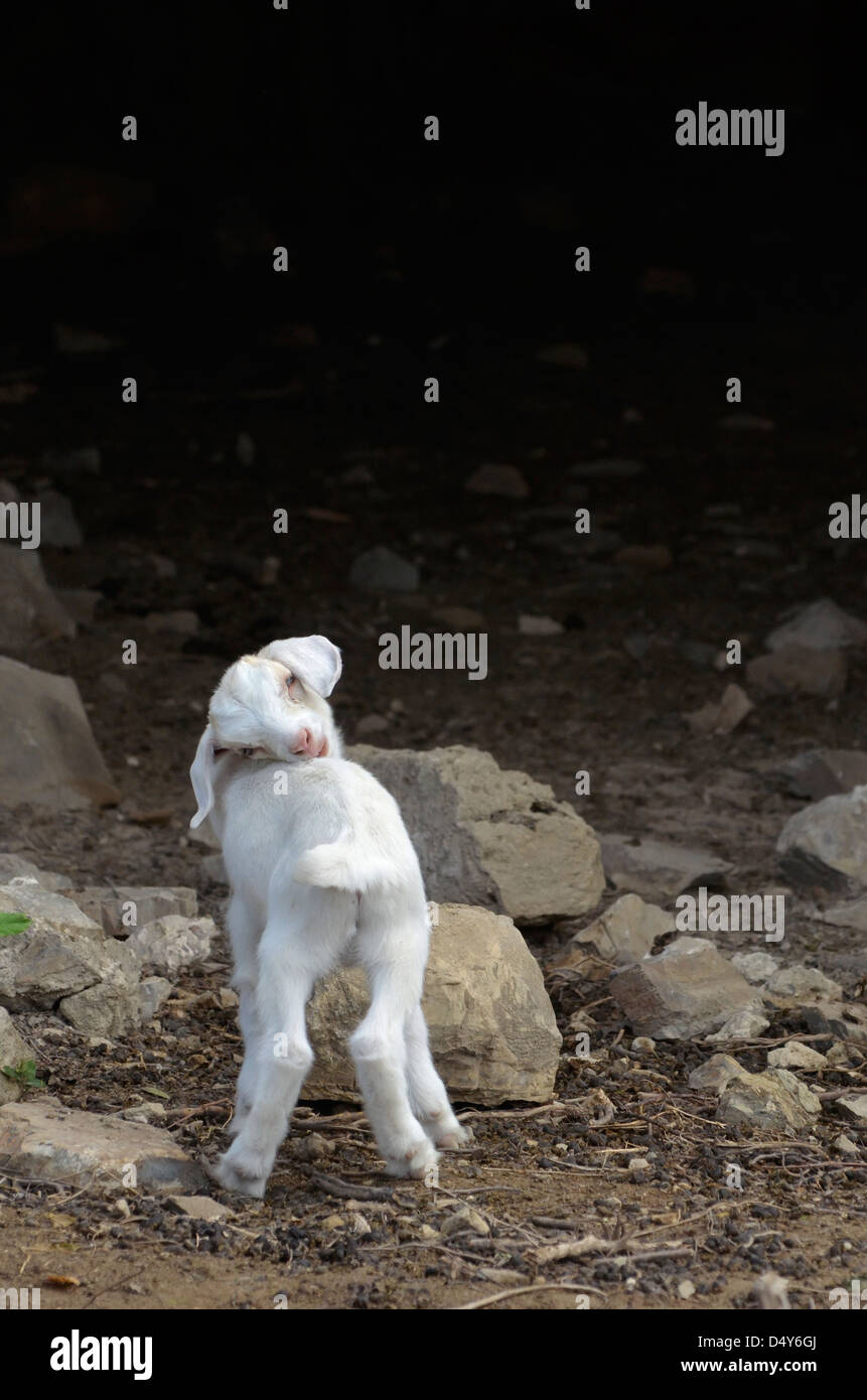 Goat at the ruins of an old sugar mill at Watcho Beach, St. Croix, U.S ...