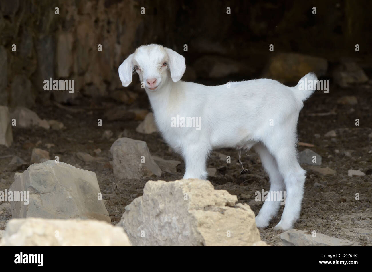 Goat at the ruins of an old sugar mill at Watcho Beach, St. Croix, U.S ...