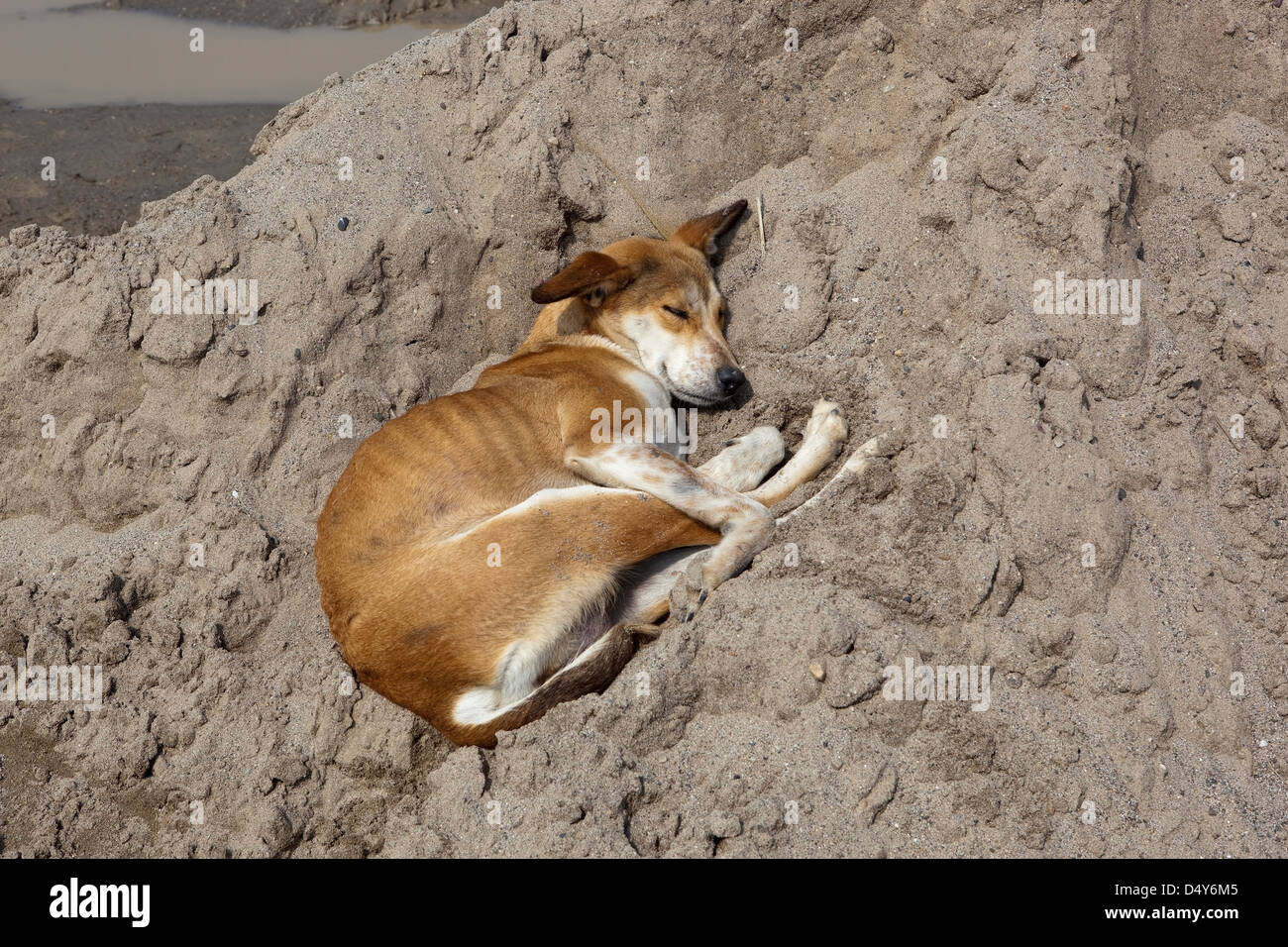 A Punjabi dog asleep on a warm pile of sand at a sand quarry in rural ...