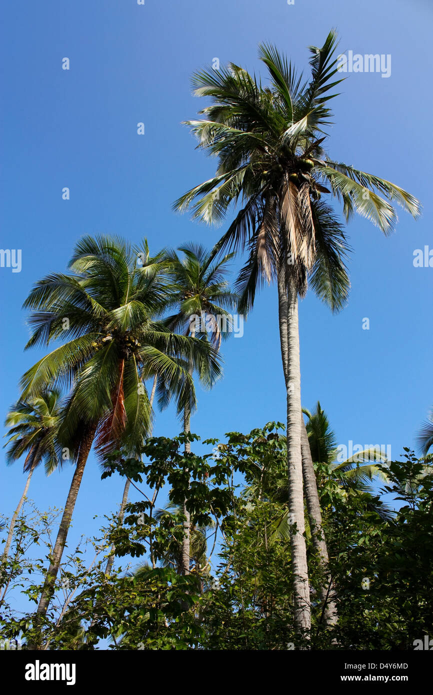 Palms trees. Tayrona National Park, Caribbean Region in Colombia Stock ...
