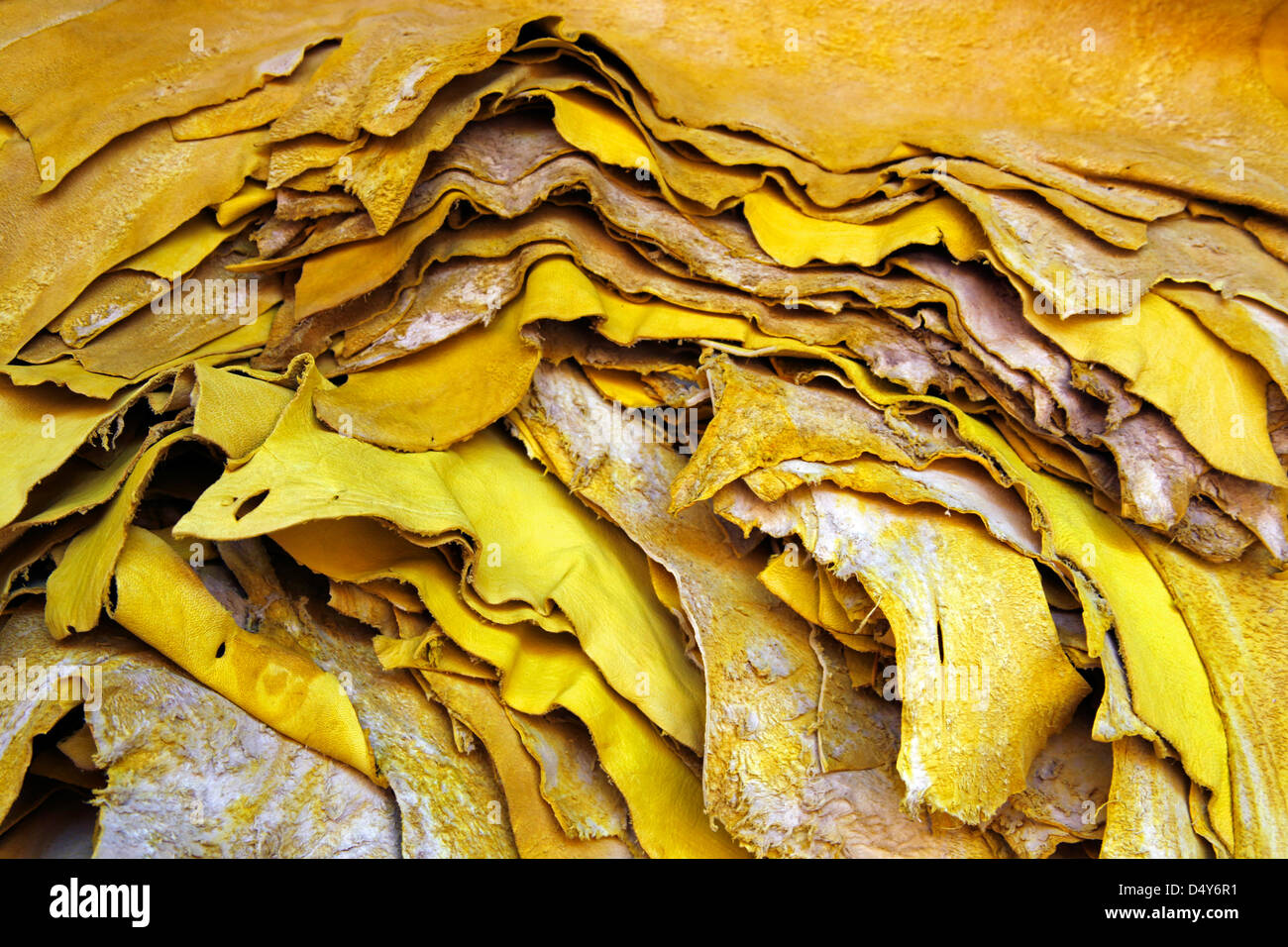 Africa, Morocco, Fes. Pile of yellow skins dyed in tanneries of Fes ...