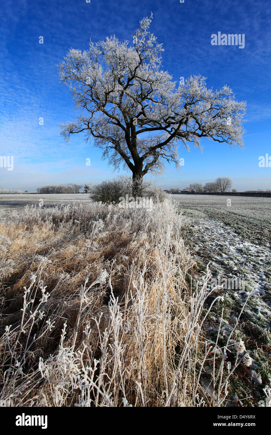 Hoare frost winter scene, Fenland fields near Whittlesey town, Fenland ...