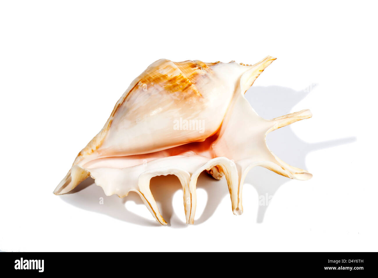 Beautiful sea shell isolated on white Stock Photo - Alamy