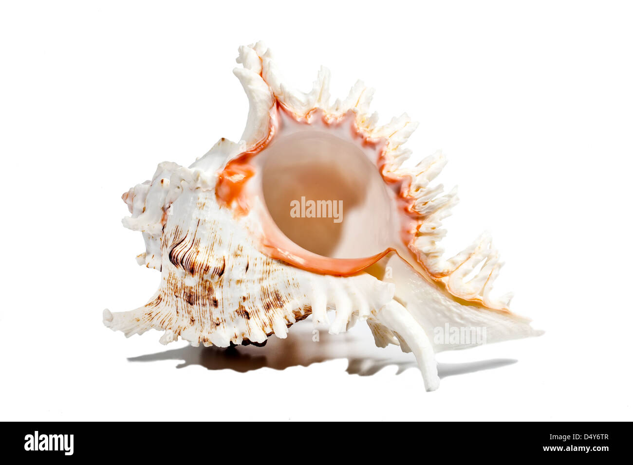 Beautiful seashell scallop shell Cut Out Stock Images & Pictures - Alamy