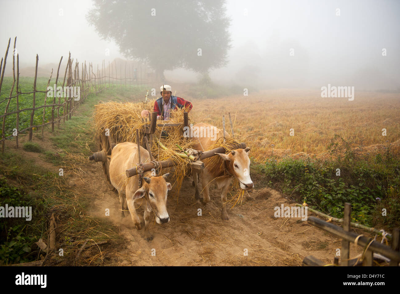 Driving oxen hi-res stock photography and images - Alamy