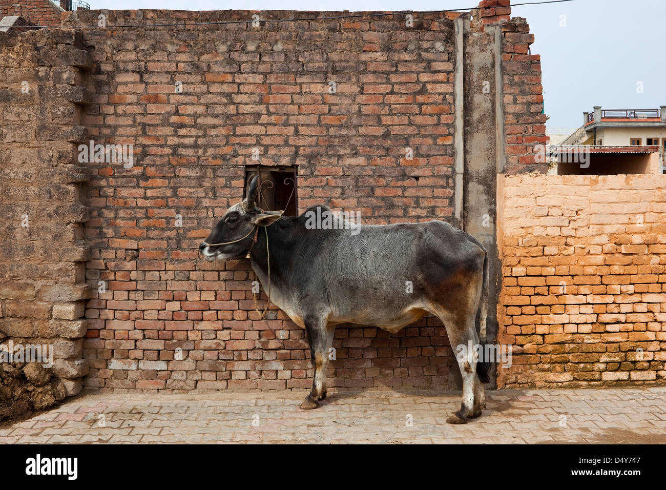 A Brahma cow tethered to a wall on a small farm in rural Punjab, India ...