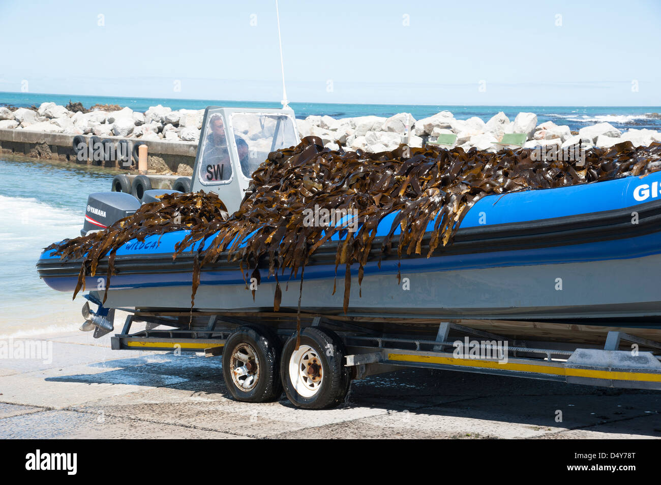Seaweed industry. Bringing harvested seaweed ashore for the Taurus ...