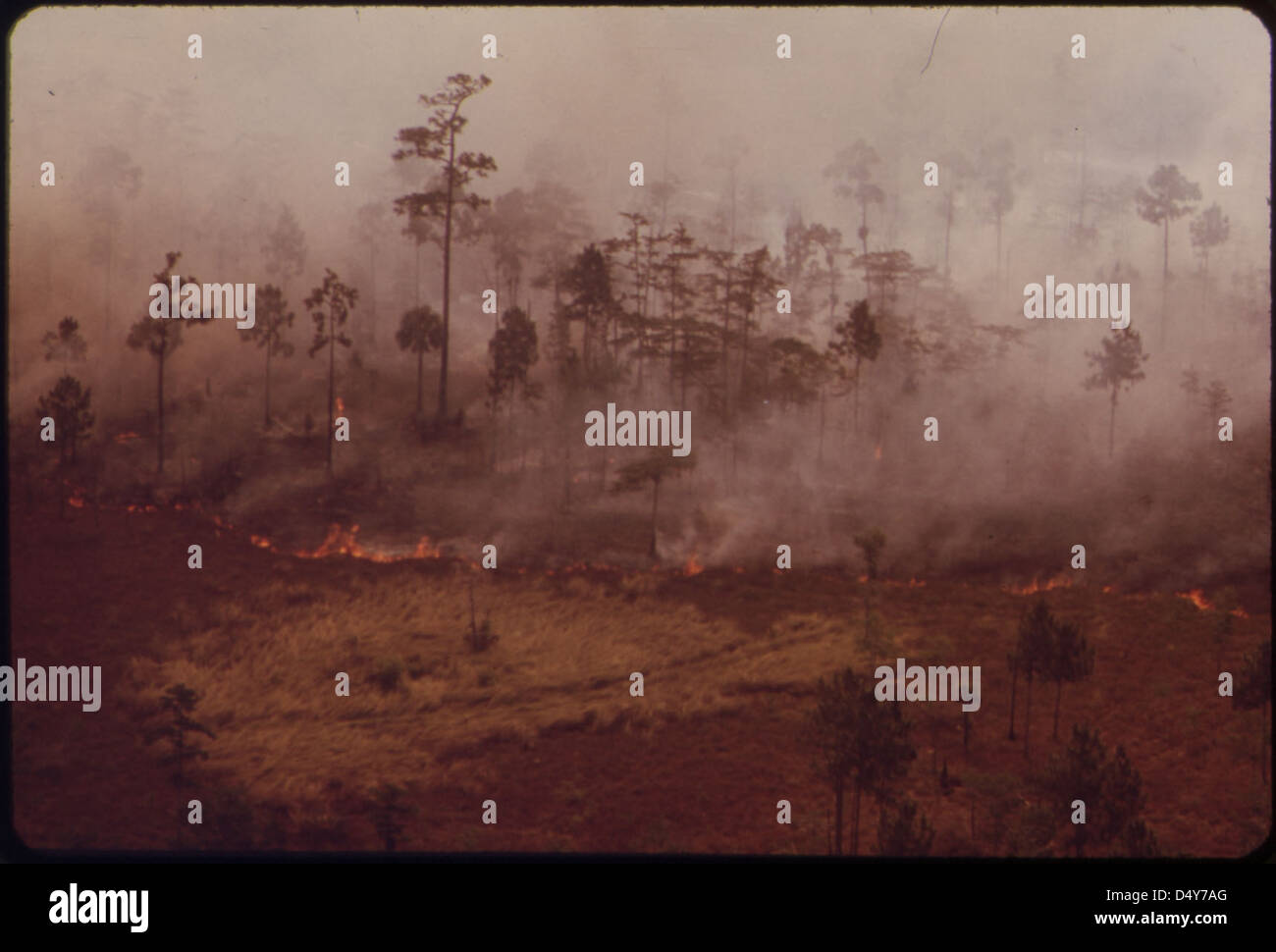 Aerial photo of forest fires in Collier County, Everglades, taken in ...