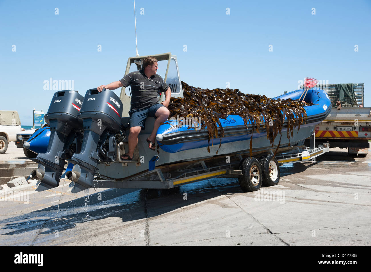 Seaweed industry. Bringing harvested seaweed ashore for the Taurus ...