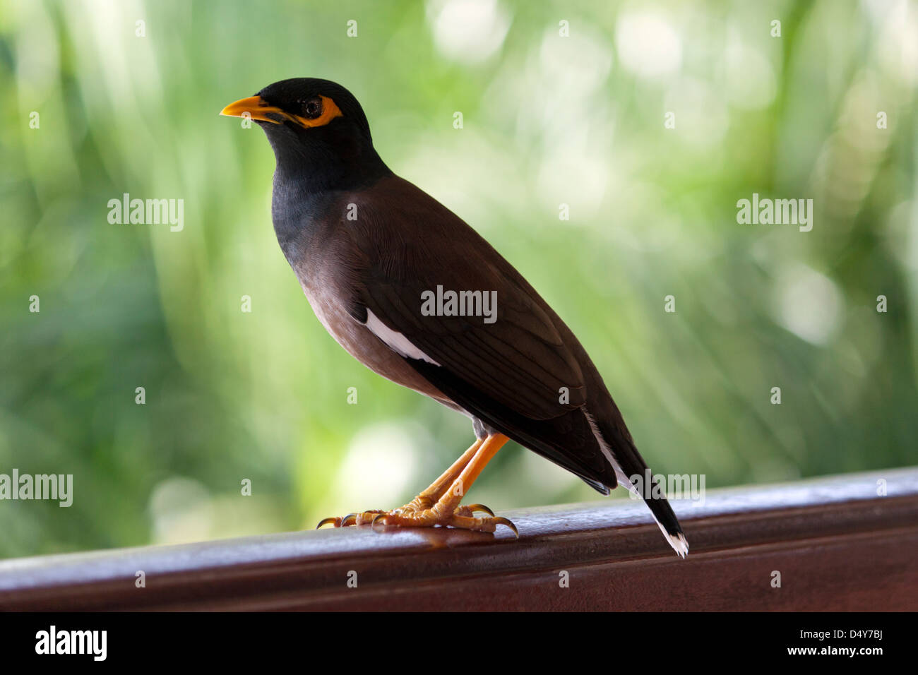 Indian myna bird hi-res stock photography and images - Alamy