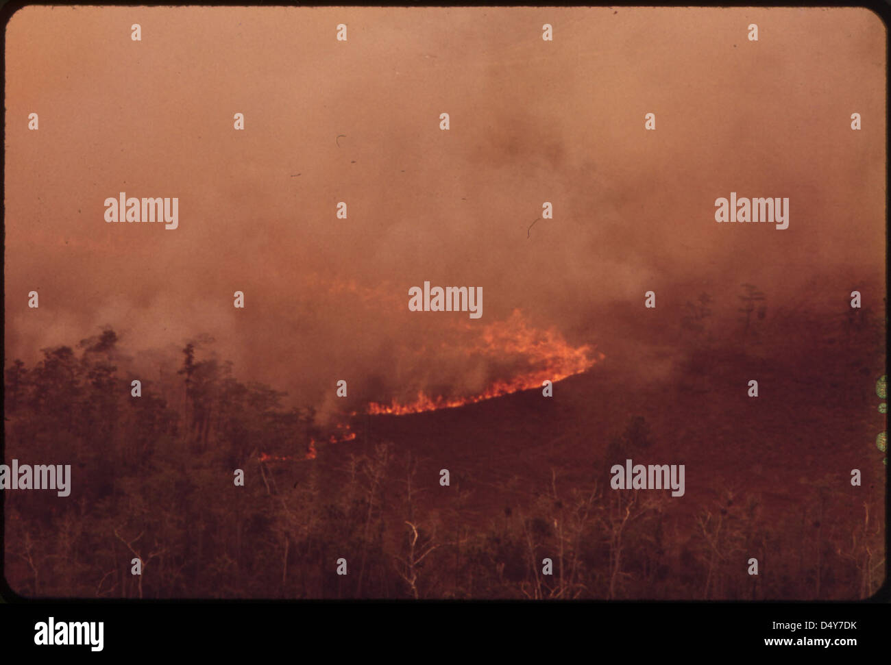 Forest fires in the everglades hi-res stock photography and images - Alamy