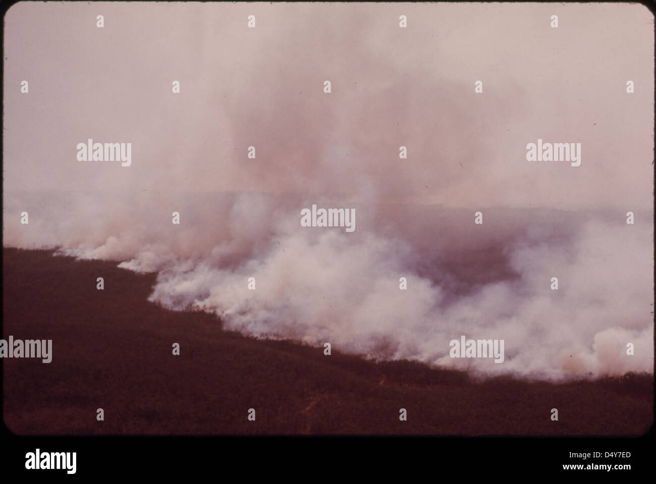 An aerial photograph of a forest fire in the Everglades, Collier County ...