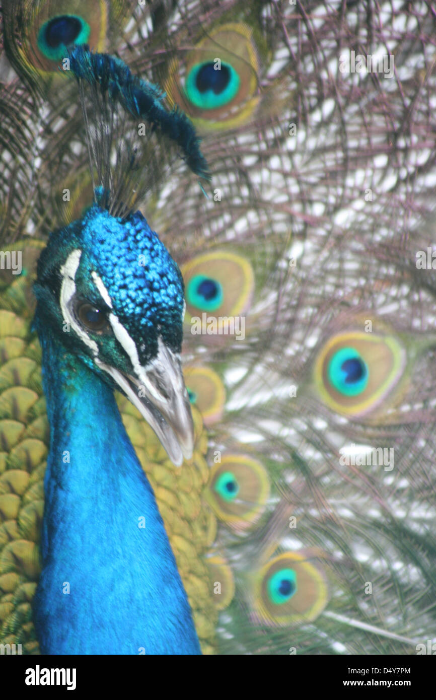 Close up of a peacock taken in a local park Stock Photo - Alamy