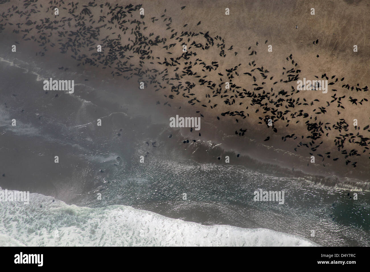 Namibia walvis bay seal colony hi-res stock photography and images - Alamy