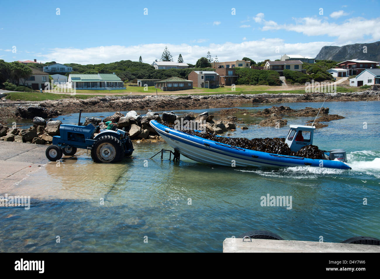 Seaweed industry. Bringing harvested seaweed ashore for the Taurus ...