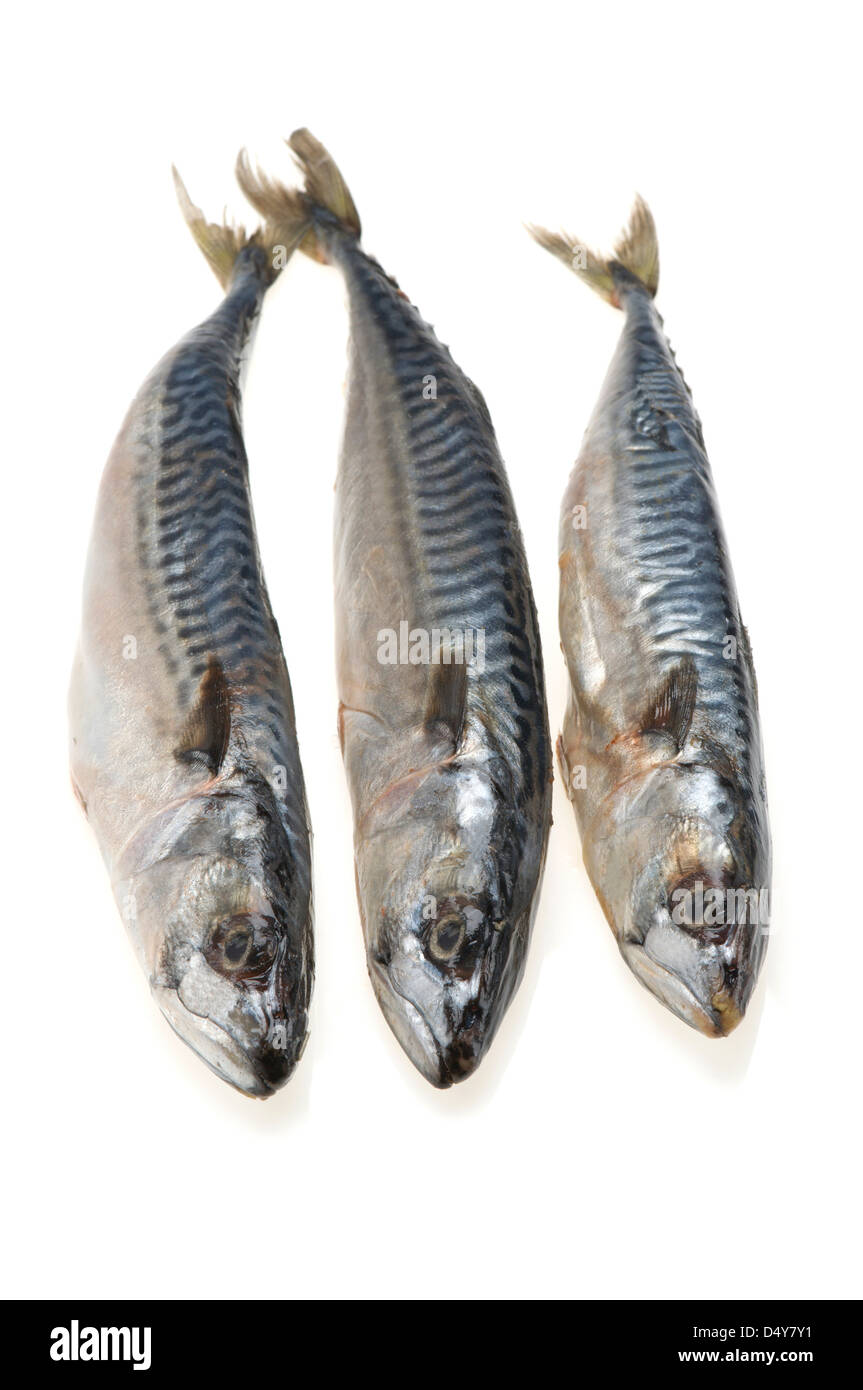 Three Mackerel on white Stock Photo - Alamy
