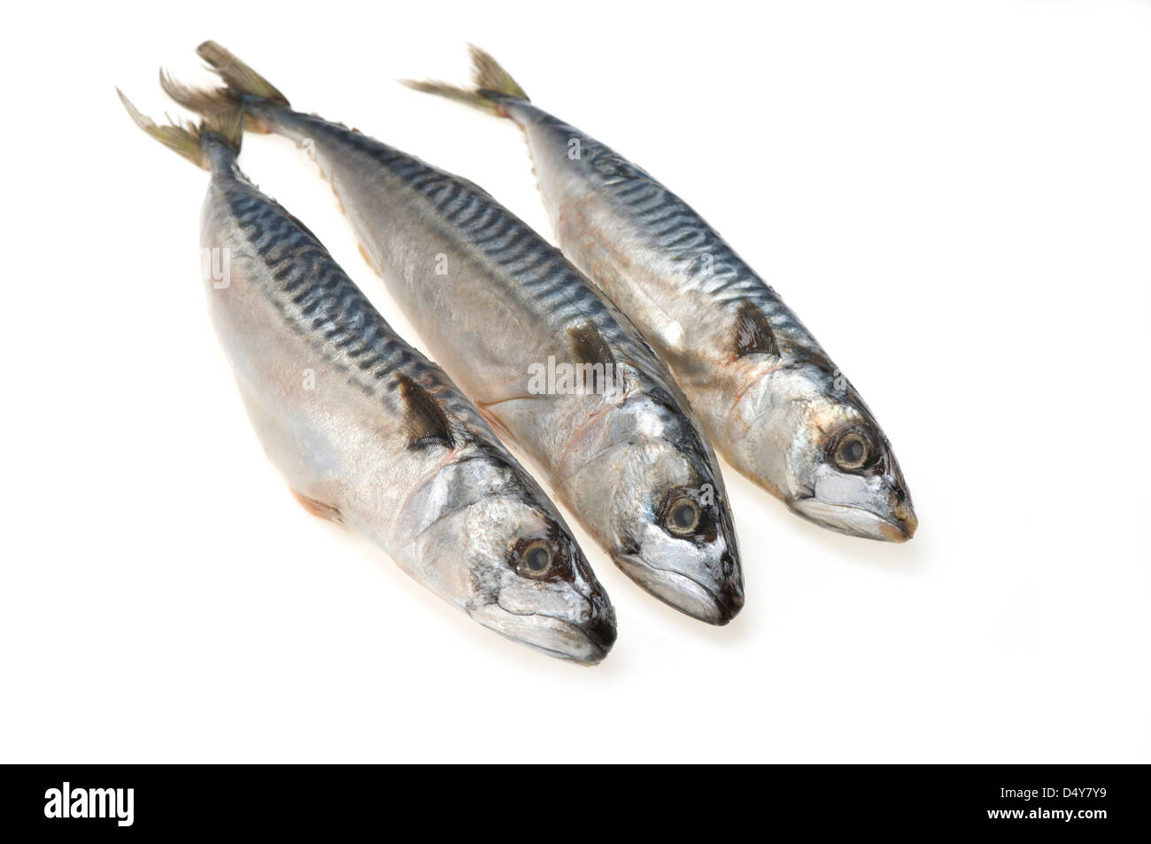 Three Mackerel on white Stock Photo - Alamy